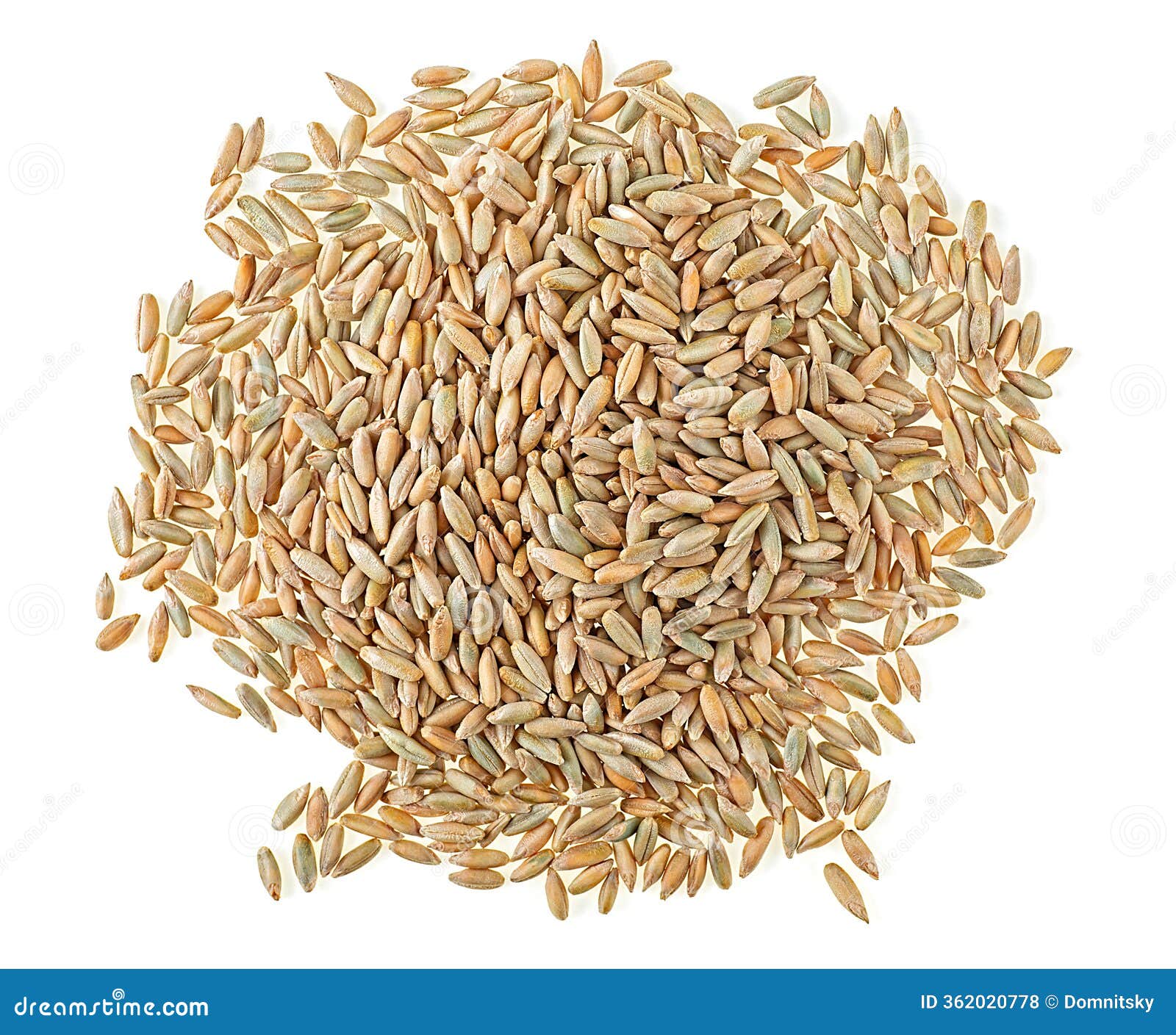Pile of Rye Seeds Isolated on White Background, Top View. Grains of Rye ...