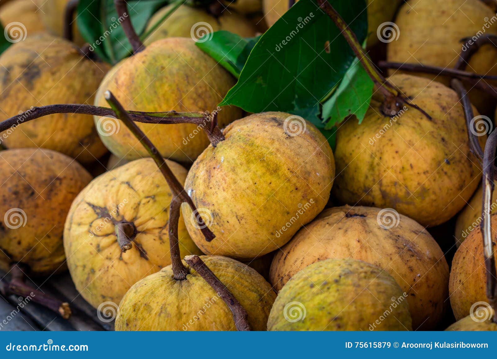 Pile of Santol Fruits in Thailand Stock Image - Image of leaf, healthy ...