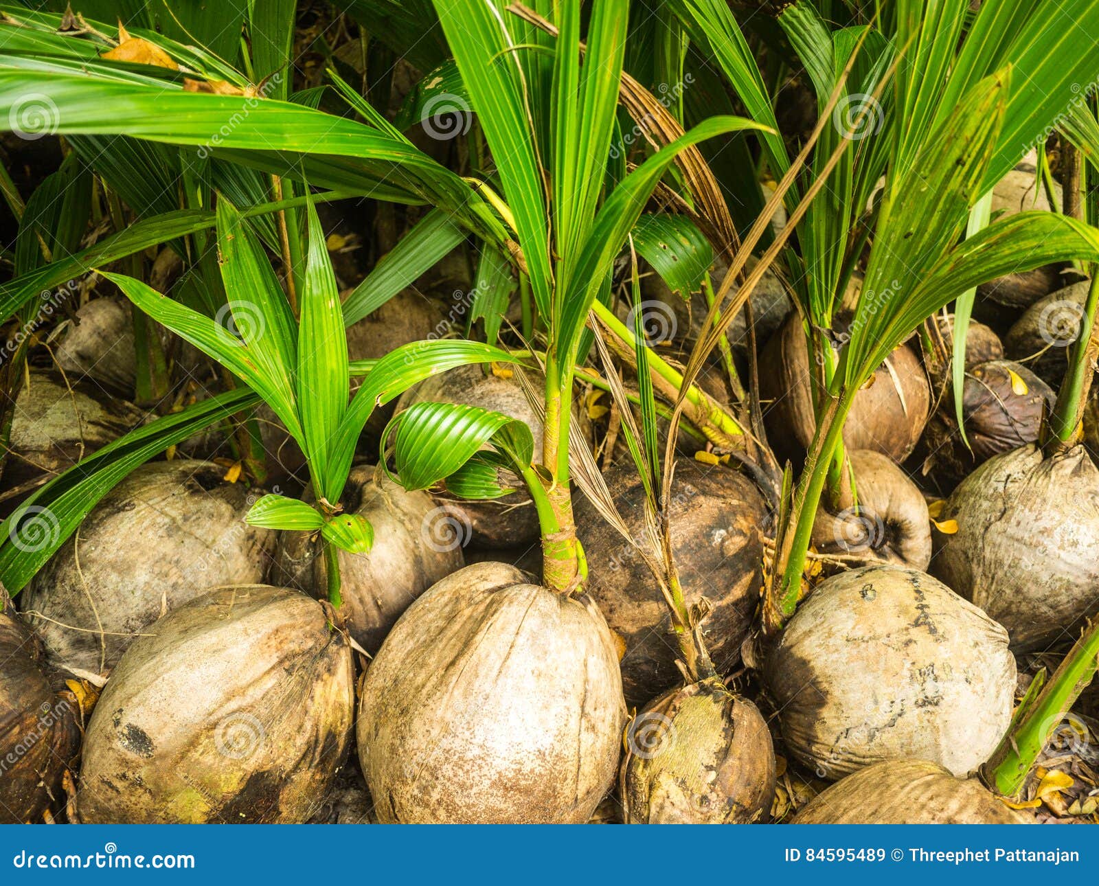Pile Sapling Coconut Planting Farm Stock Photos - Free & Royalty-Free ...