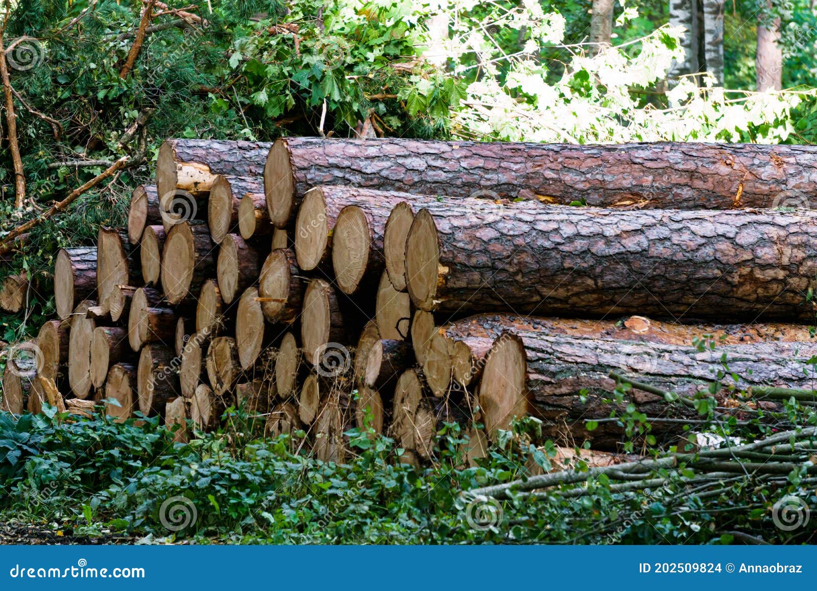 A Pile of Sawn Logs at the Edge of the Forest Stock Photo - Image of ...