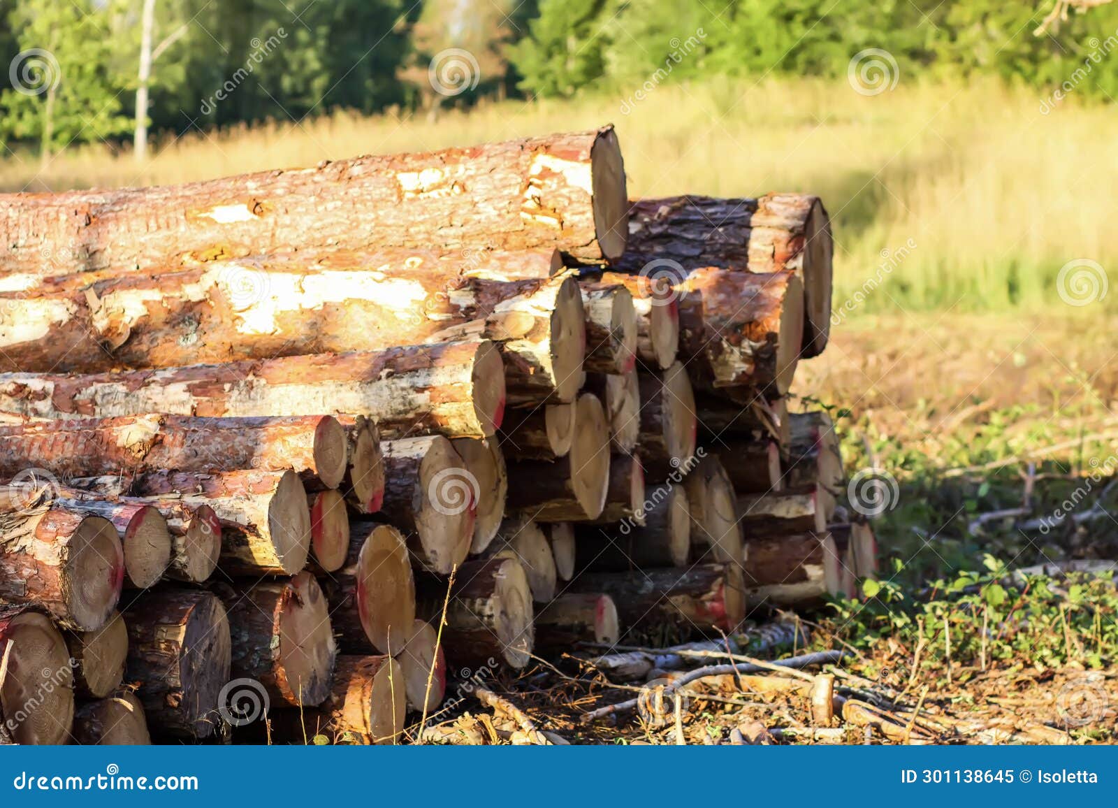 A Pile of Sawn Logs on a Field Stock Image - Image of firewood, logs ...