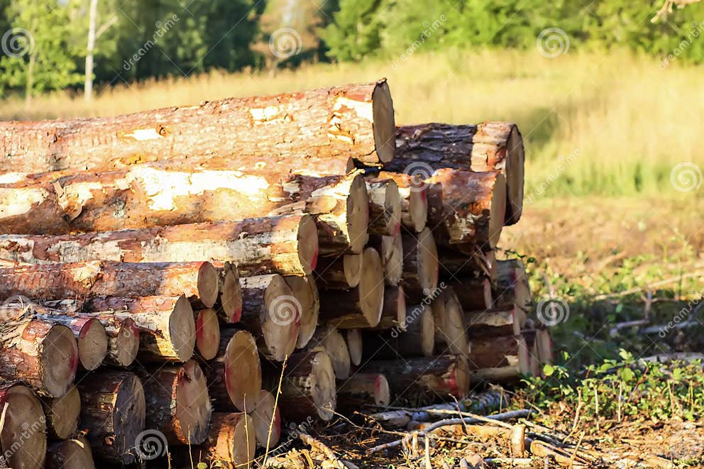 A Pile of Sawn Logs on a Field Stock Image - Image of firewood, logs ...