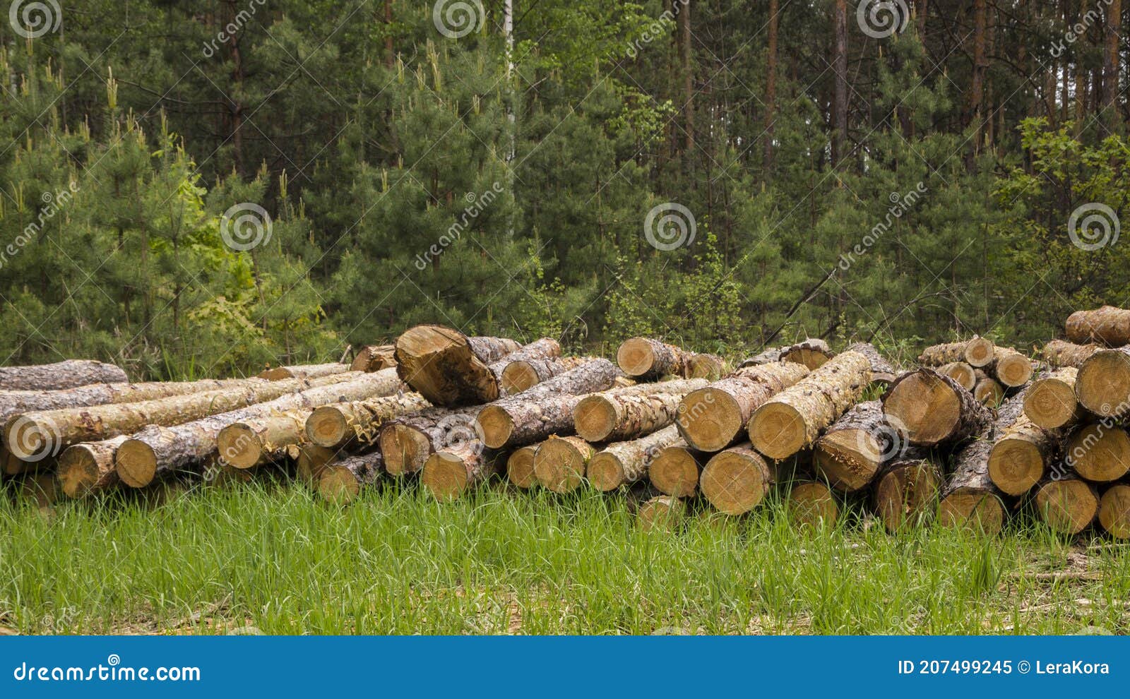 A pile of sawn pines. stock image. Image of logging - 207499245