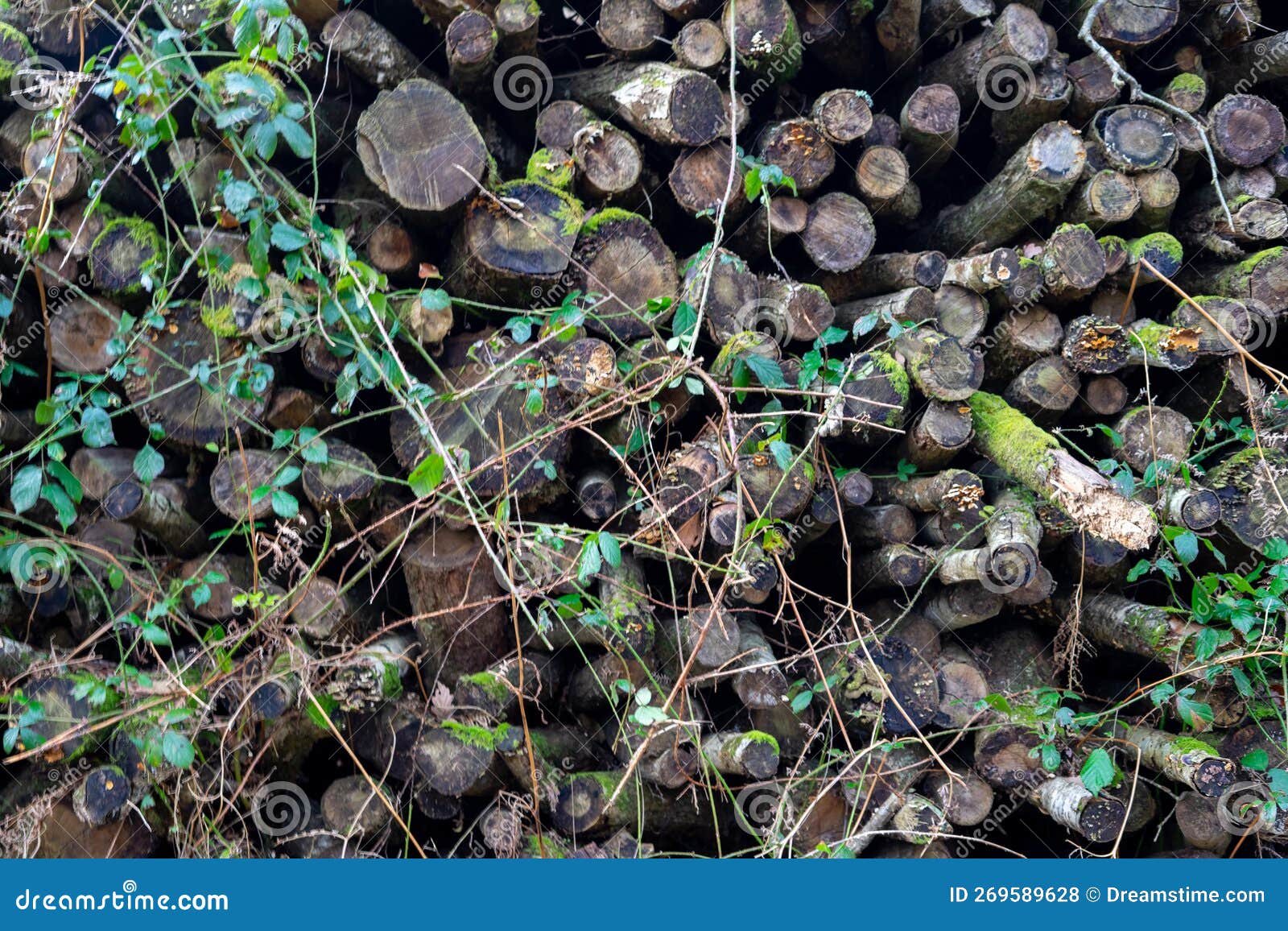 A Pile of Sawn and Rotting Logs. Clearing the Forest from Old Trees ...