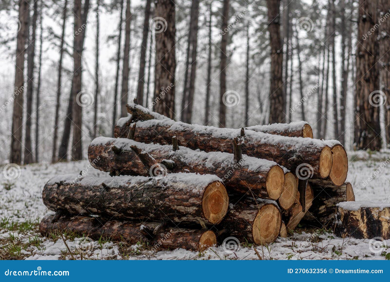 Stack Pine Log in the Forest. Trunks of Pine Trees in the Winter Forest ...