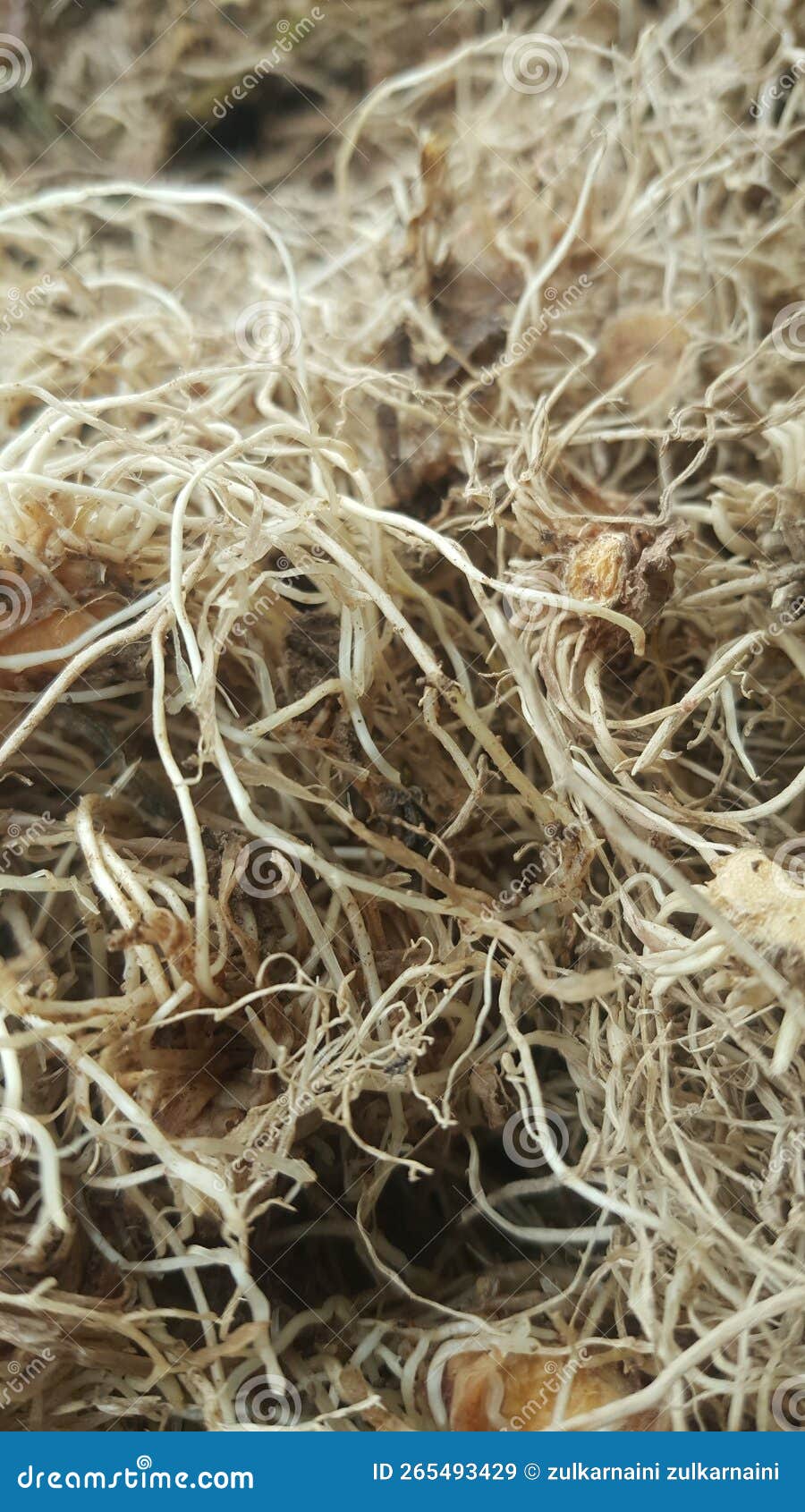 Pile the scallion roots stock image. Image of branch - 265493429