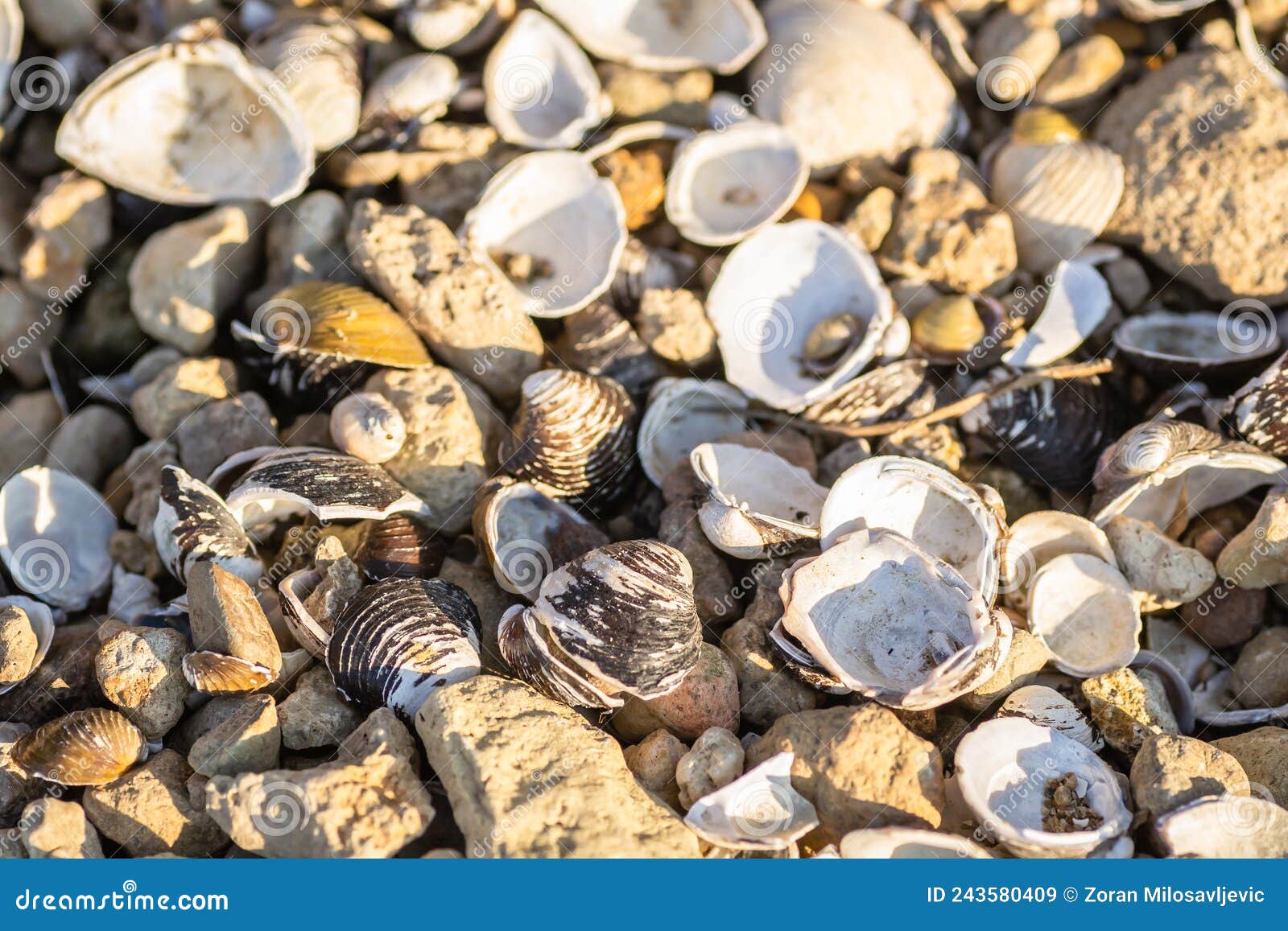 A Pile of Scattered River Shells on the Banks of the Danube Stock Image ...