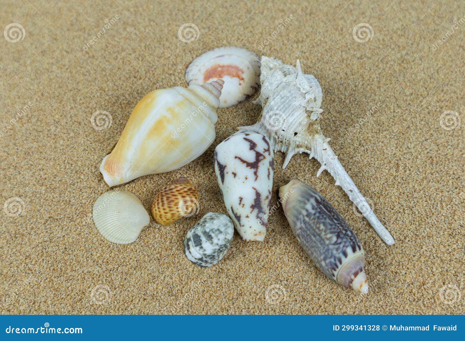 Pile of Sea Shells on Clean Beach Sand. Close Up, Beach Sand Texture ...