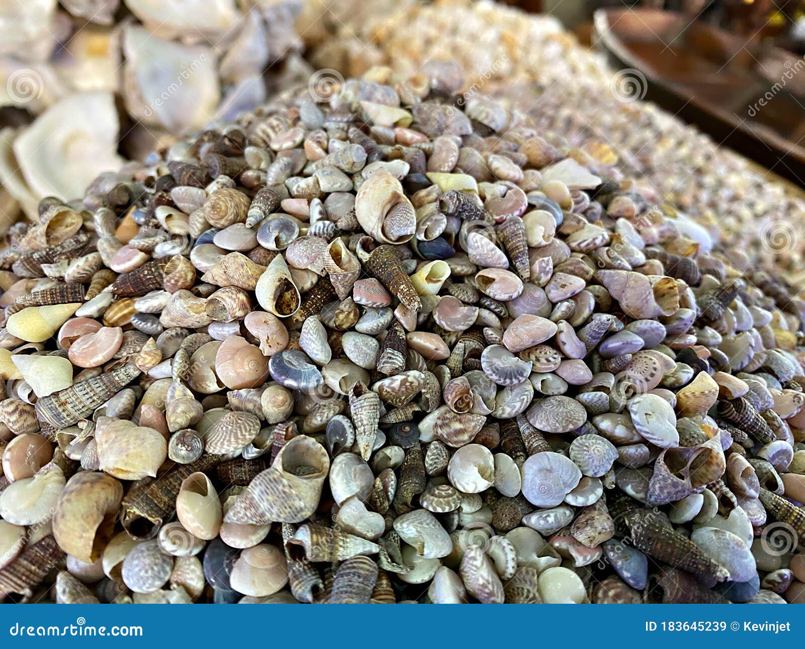 A pile of sea shells stock image. Image of brachiopods - 183645239