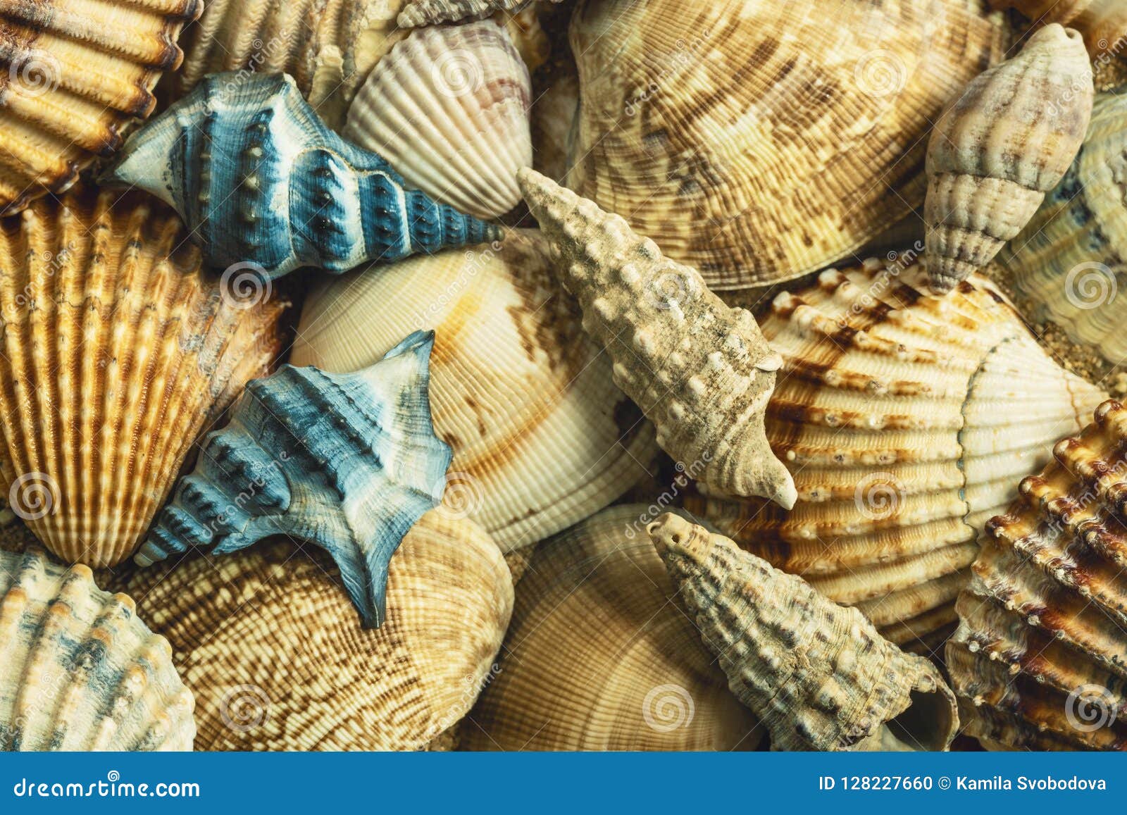 Sea Shells. Blue with Orange. Stock Photo - Image of spiral, beach ...