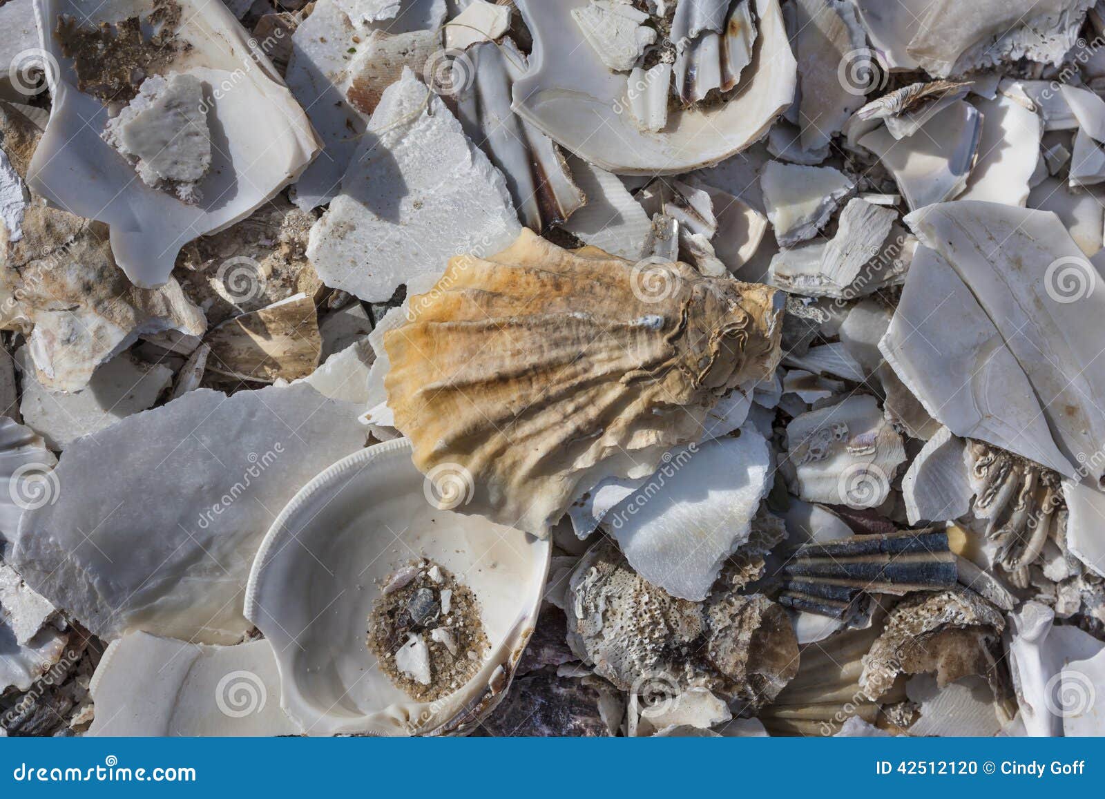Cape Cod Beach Shells