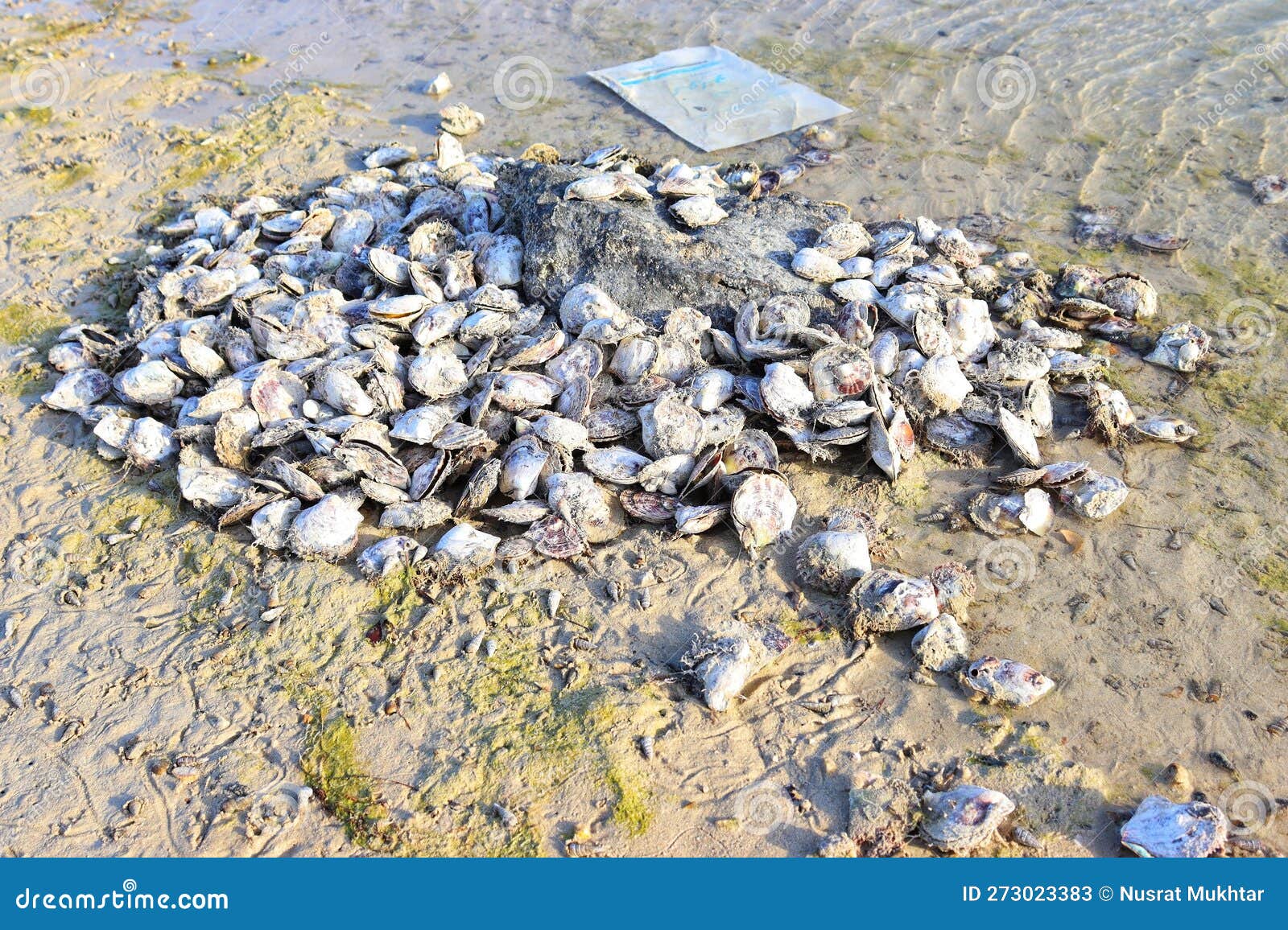 Pile of seashell on sand stock image. Image of outdo - 273023383