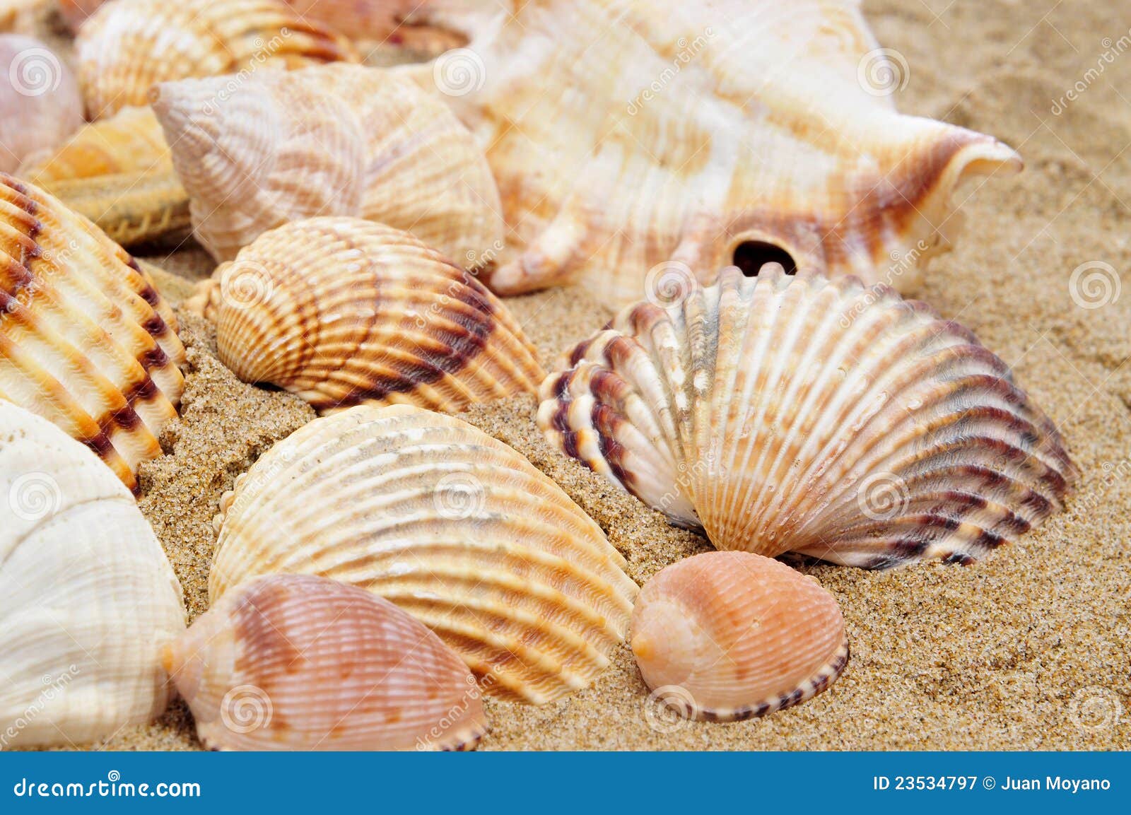 A pile of seashells stock image. Image of clams, exotic - 23534797