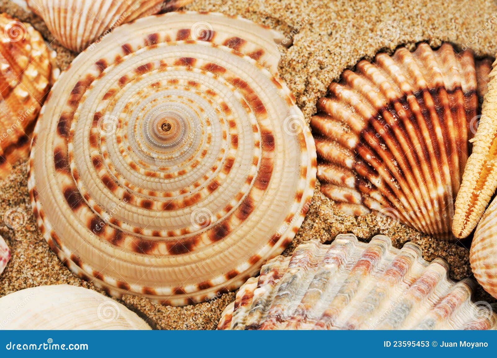 A pile of seashells stock image. Image of clams, horizontal - 23595453