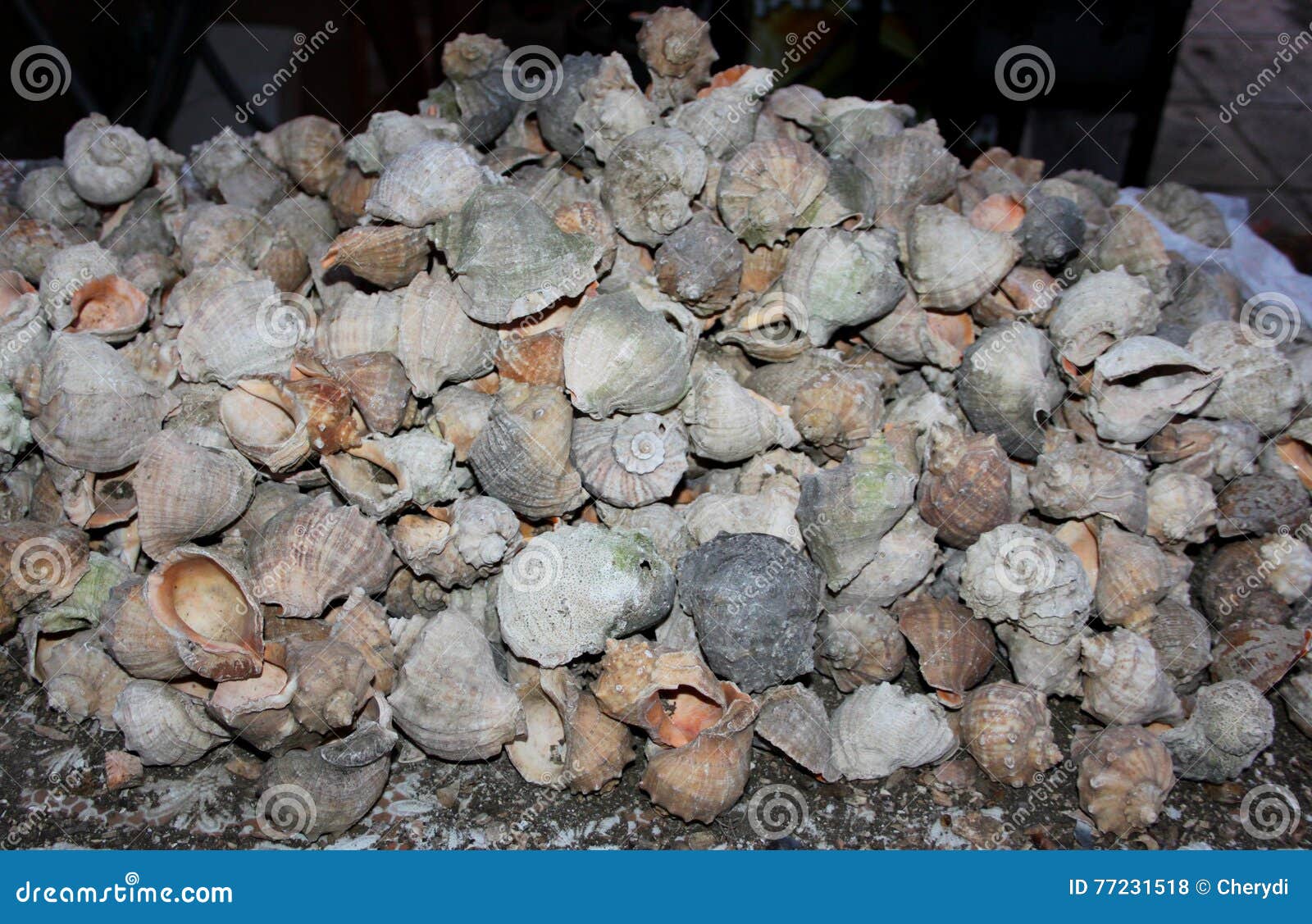 Pile of seashells stock photo. Image of souvenir, mollusc - 77231518