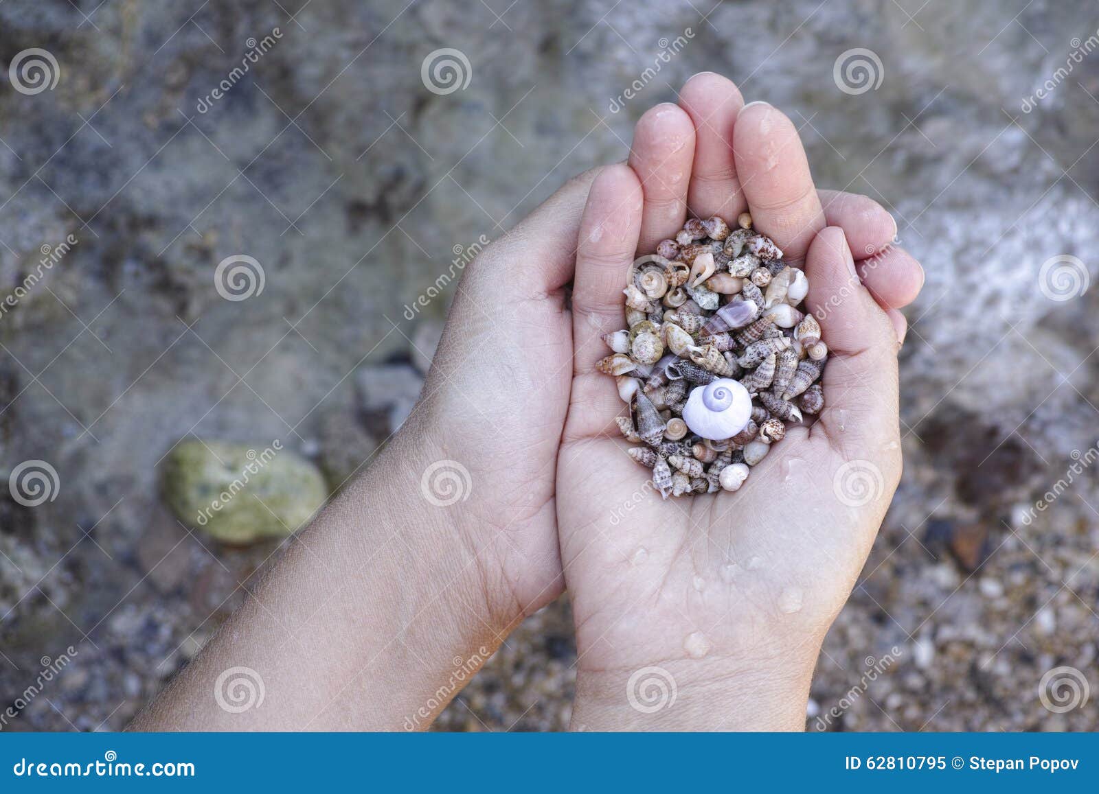 Pile of seashells in palms stock image. Image of shore - 62810795