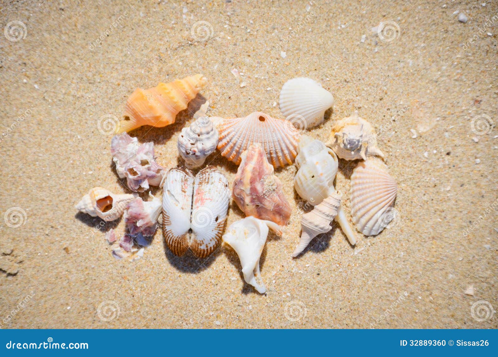 Pile of seashells stock photo. Image of seashells, golden - 32889360