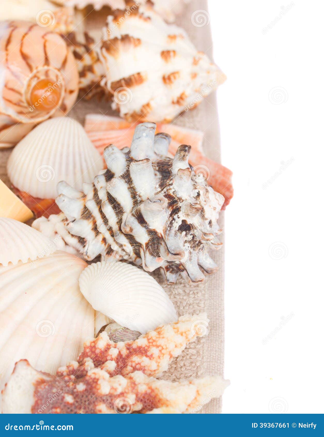 Pile of seashells stock image. Image of pile, nautilus - 39367661