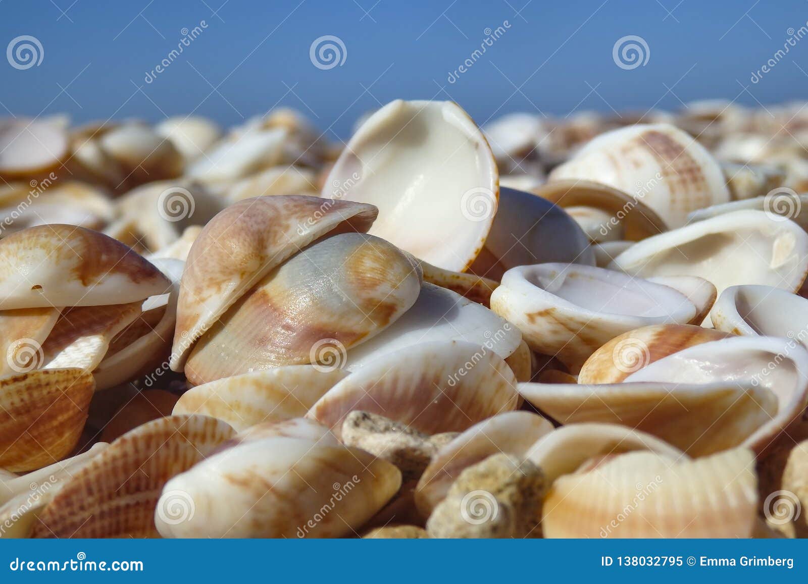 Pile of Seashells on the Seashore Against the Blue Sky Stock Image ...