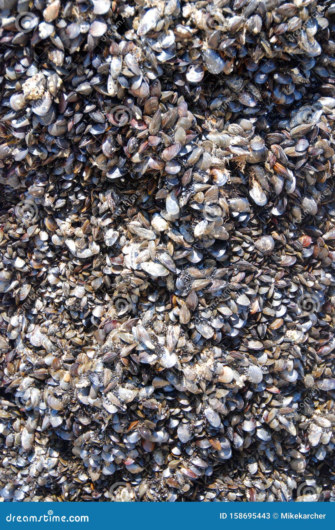 Pile of Sea Shells at Beach As Background Stock Image - Image of junks ...