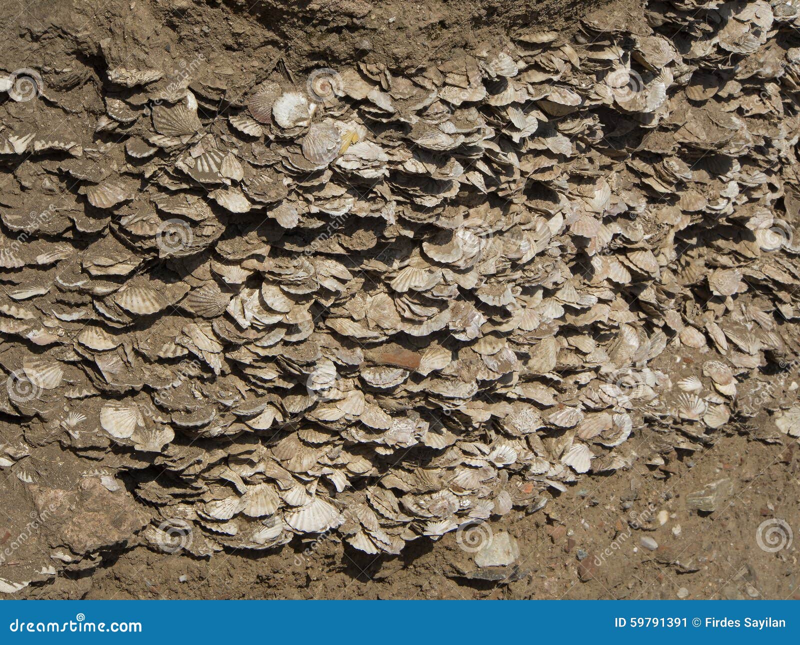 A pile of seashells stock image. Image of material, strong - 59791391