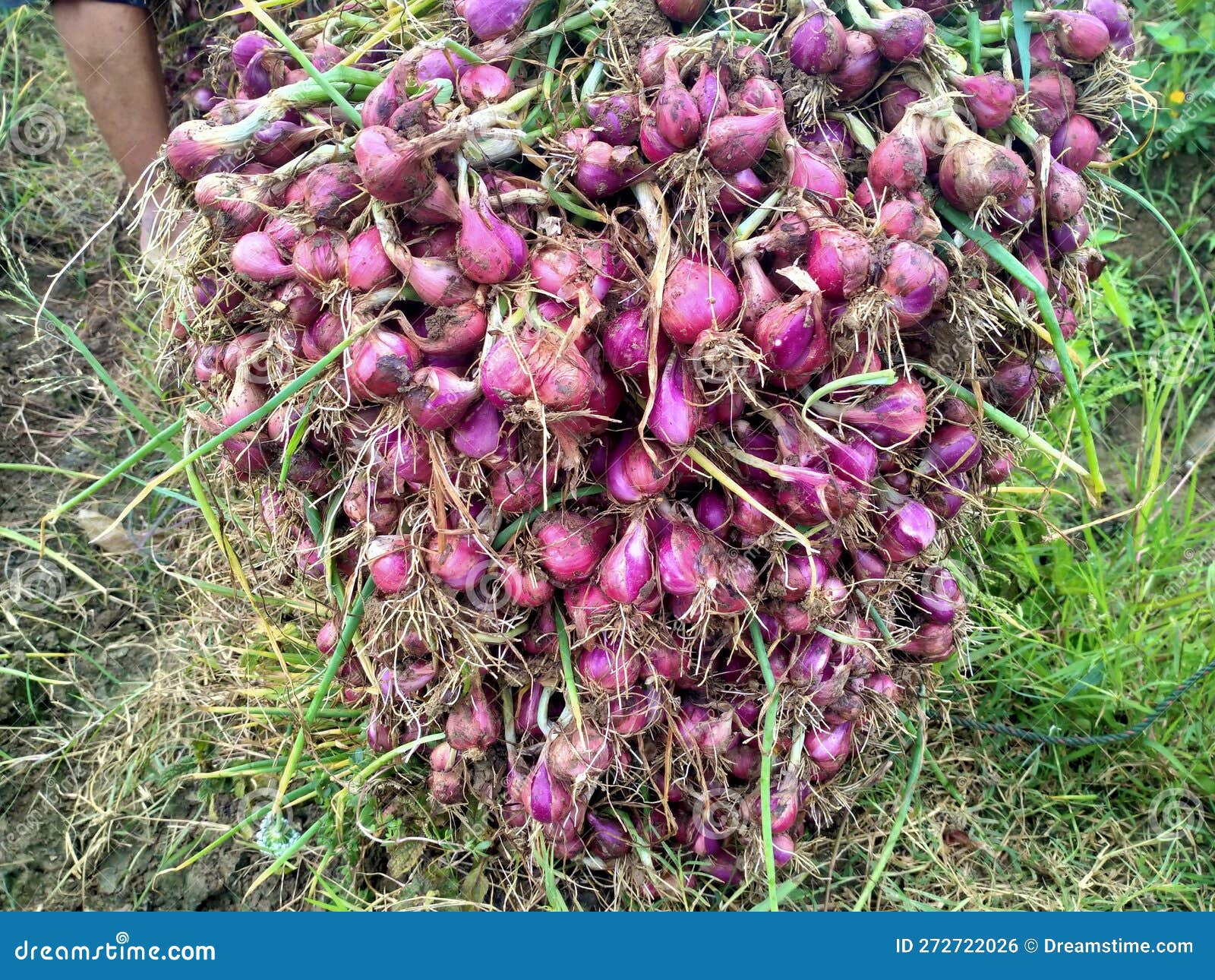 Royalty Free Images, Cartoons, Illustrations And Photos Designed By ...