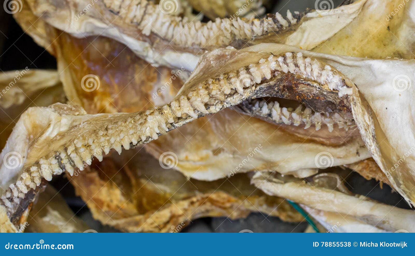 Pile of shark jaws stock photo. Image of anger, marine - 78855538