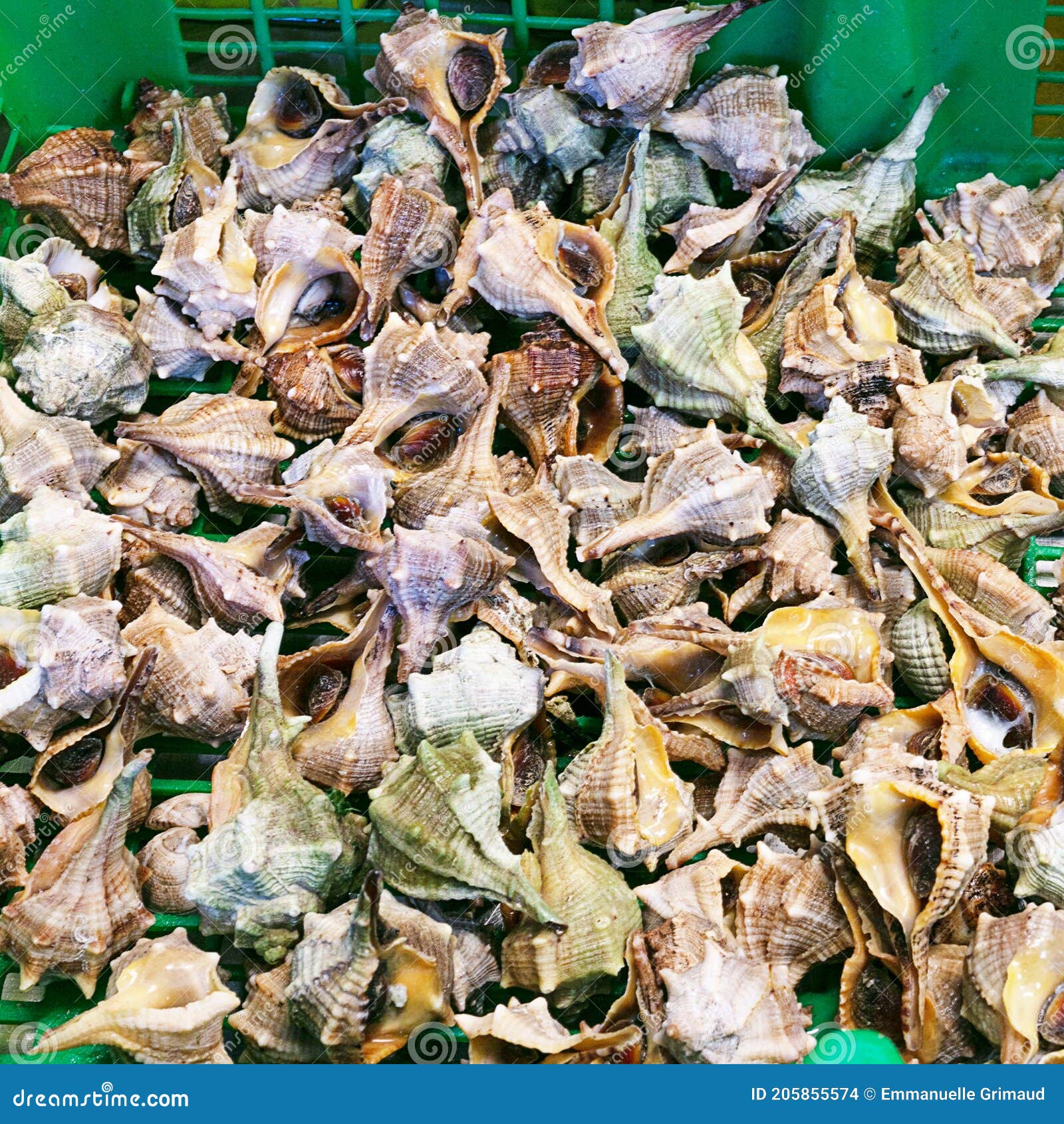 Pile of sharp snails stock photo. Image of health, cooking - 205855574