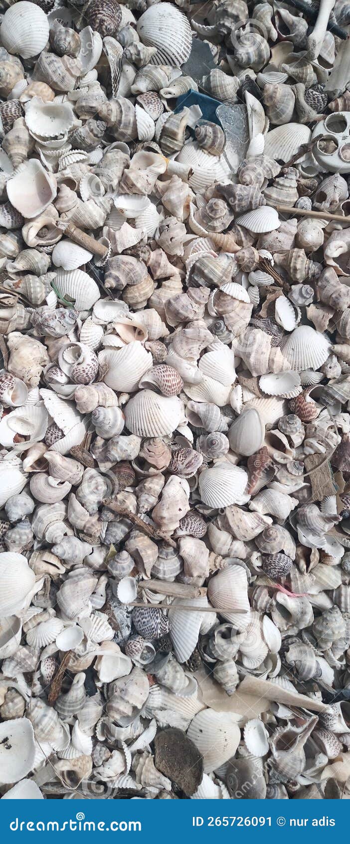 Pile of shell stock image. Image of shell, sand, rubble - 265726091
