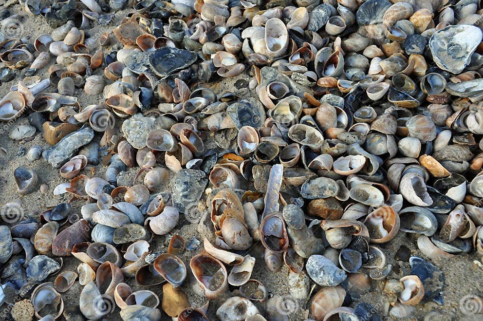 Pile of shells on beach stock photo. Image of nature - 37737504