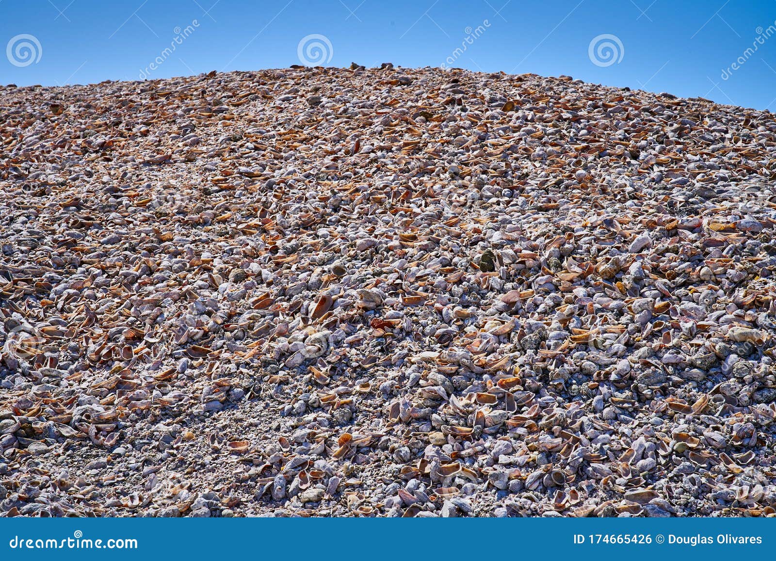 Pile of Shells at the Beach Stock Photo - Image of animal, shell: 174665426