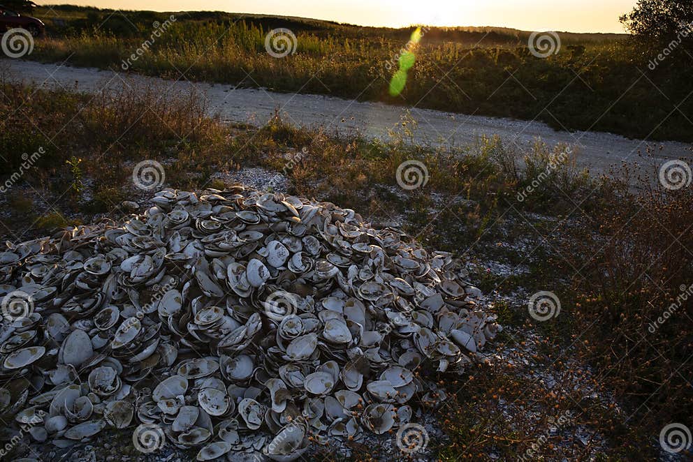 Pile of Shells on Cape Cod, Wellfleet Massachusetts Stock Image - Image ...