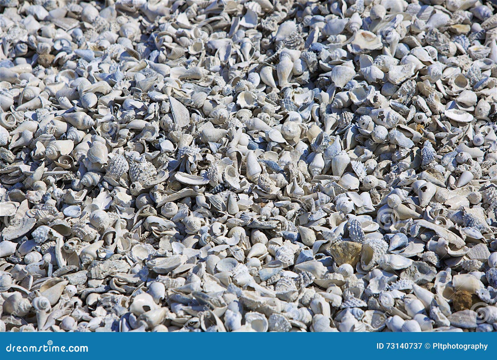 Pile of Shells stock image. Image of snails, white, scallops - 73140737