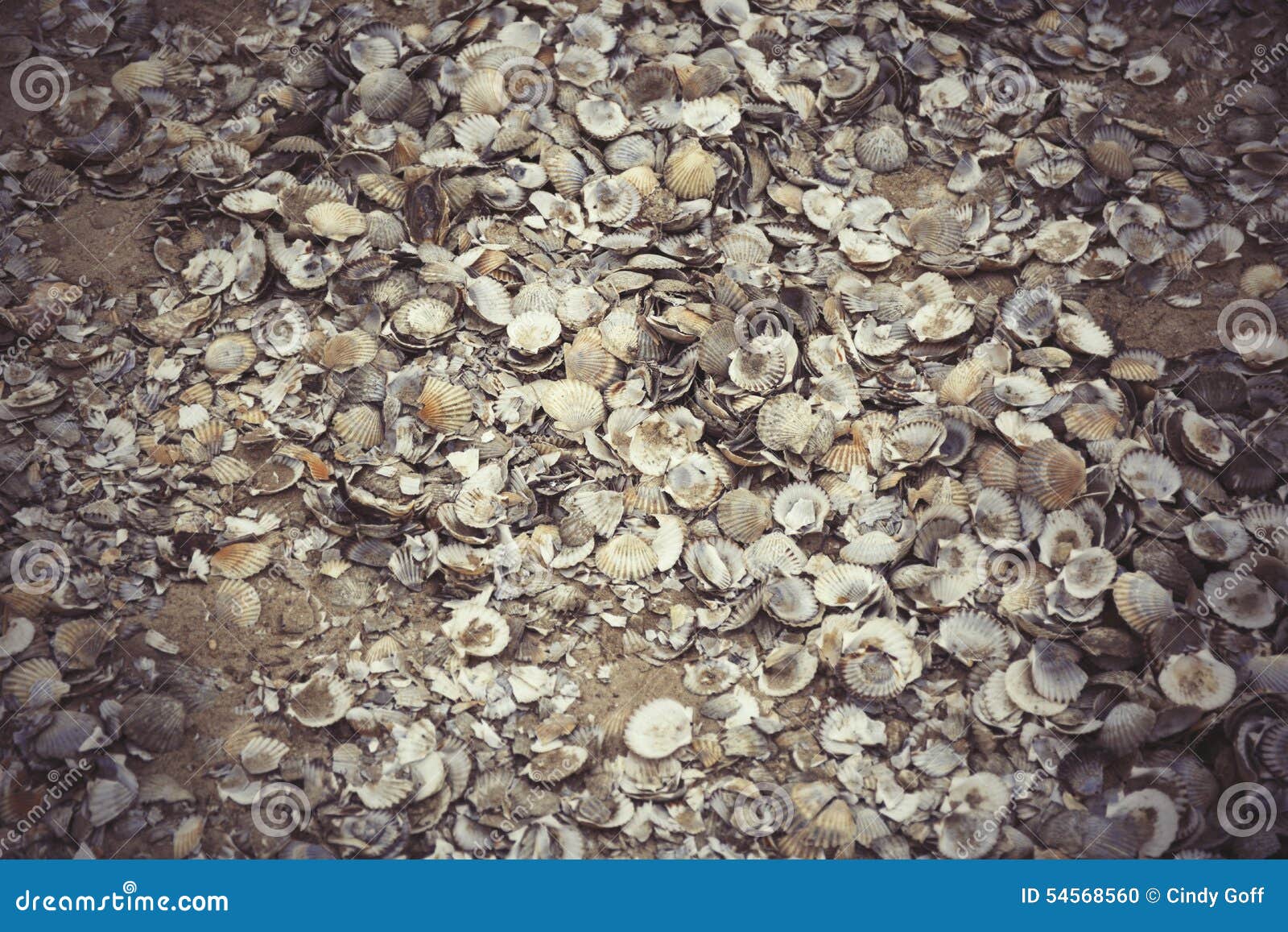 Pile of shells stock photo. Image of martha, shell, textured - 54568560