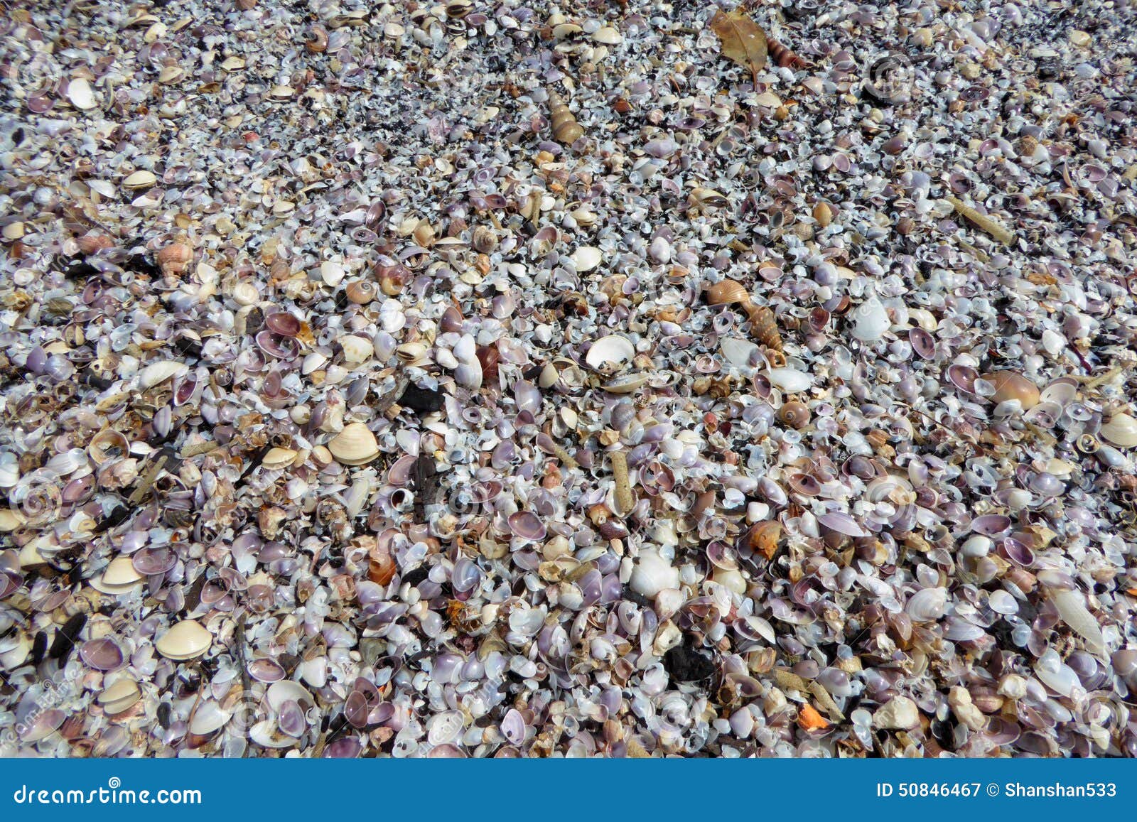 A Pile of Shells Lying Om the Beach Stock Image - Image of bunch ...