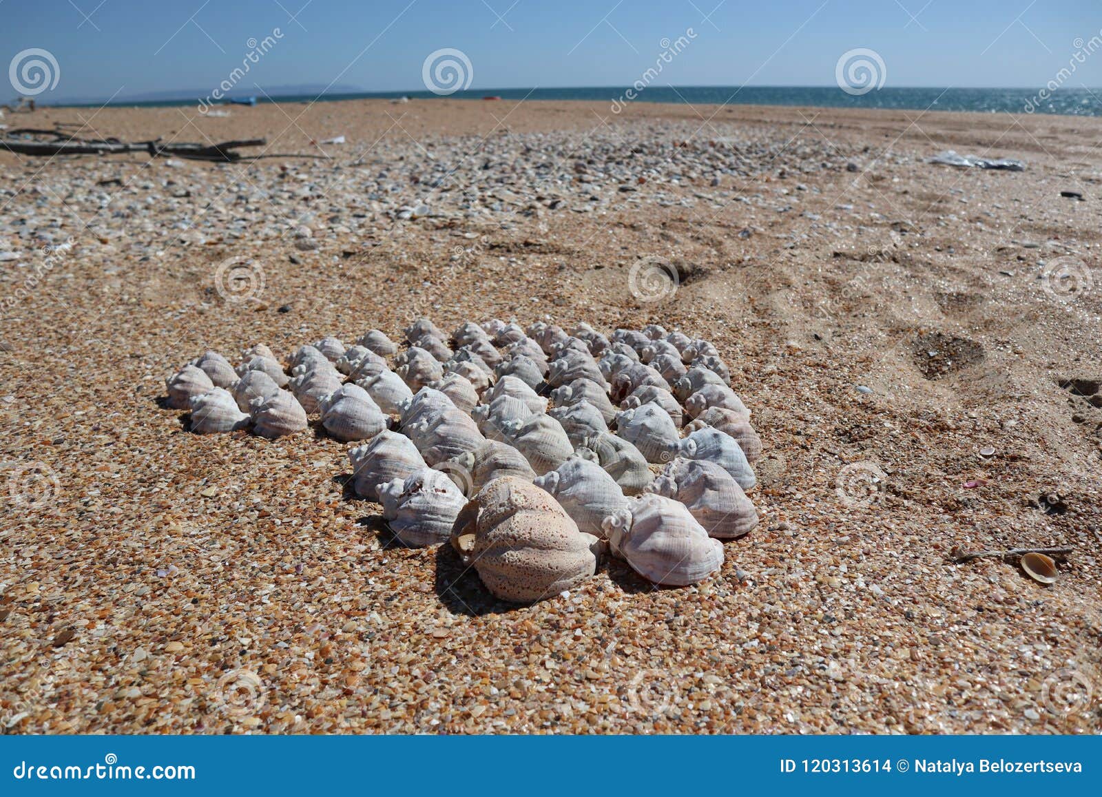 Pile of shells stock photo. Image of sand, pile, pebbles - 120313614