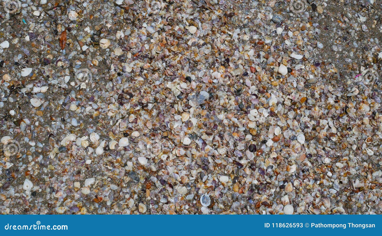Pile of shells stock image. Image of natural, surface - 118626593