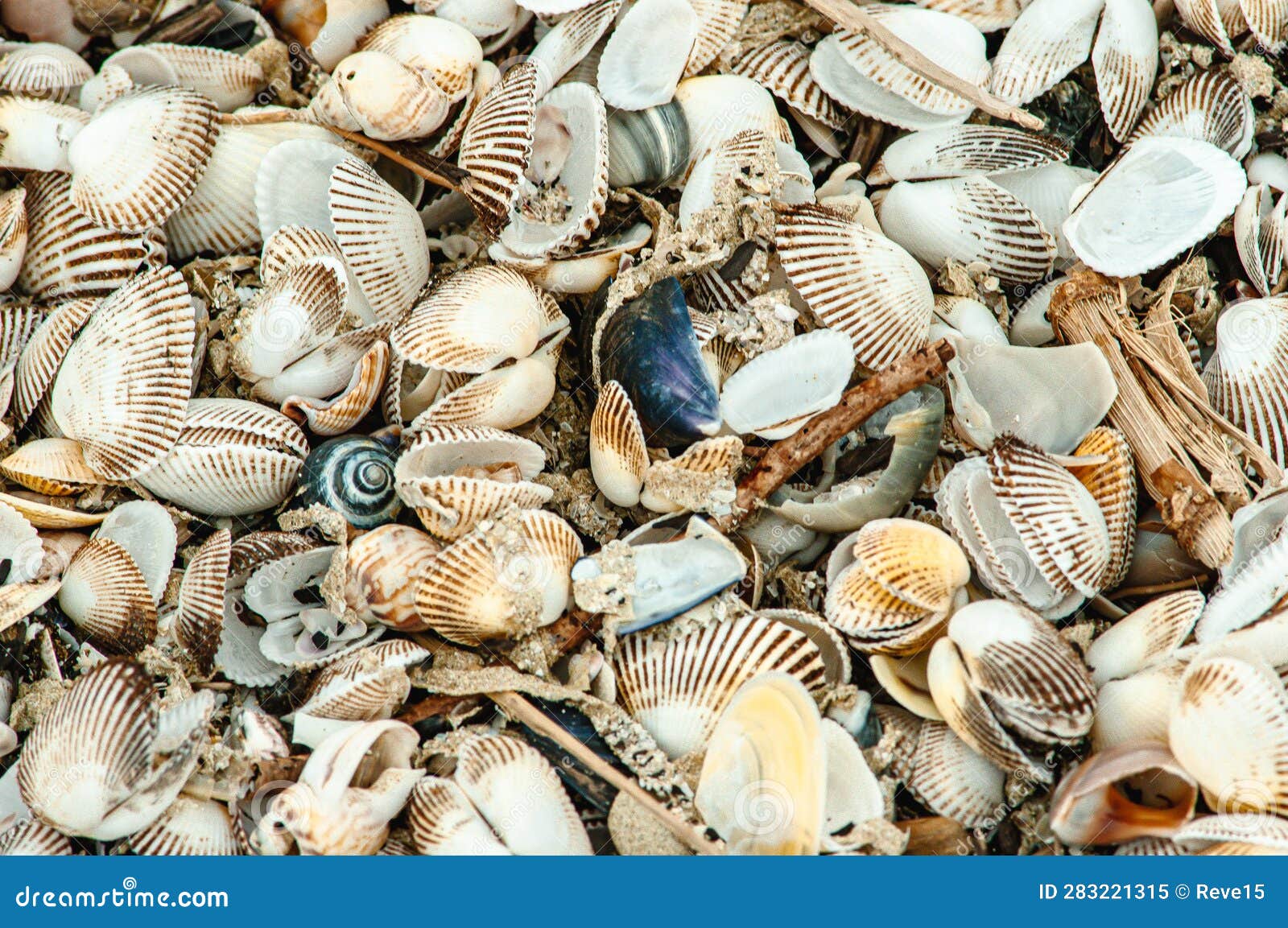 Pile of Shells, Washed Up, on Sandy Beach, Cloudy Day Stock Image ...