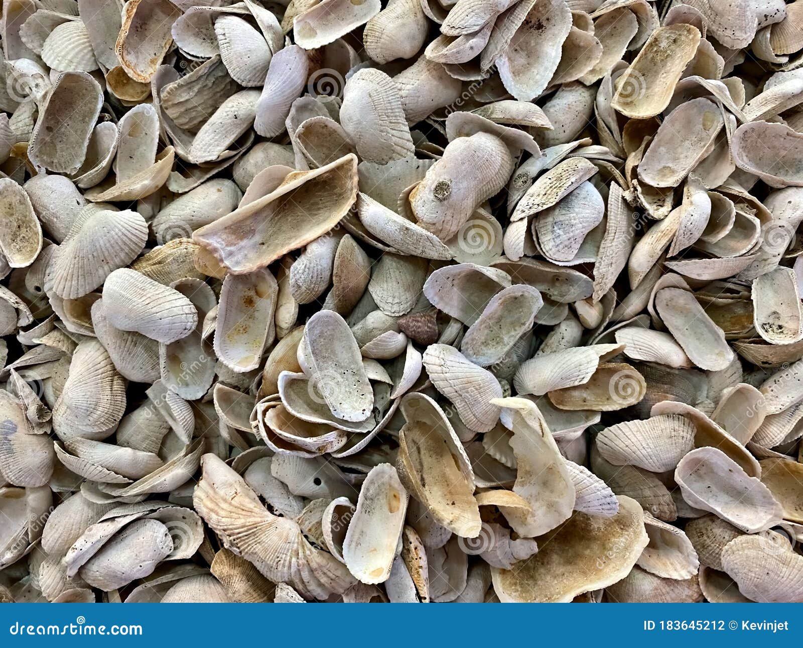 The pile of shells stock photo. Image of porous, dirt - 183645212