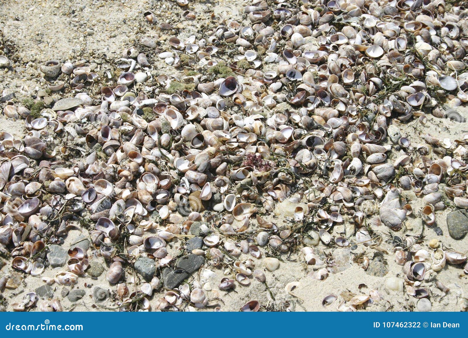 Pile of Shells stock photo. Image of colors, pile, shell - 107462322