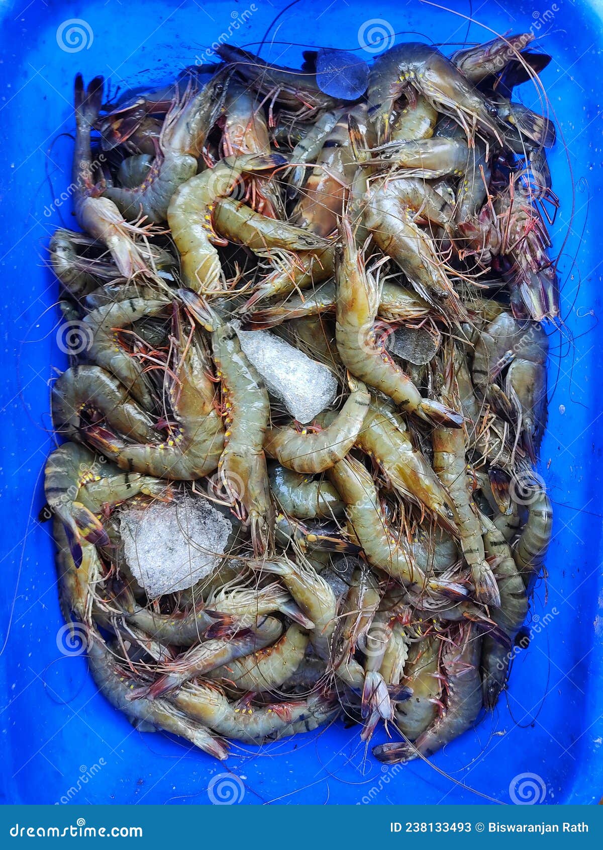 Pile of Shrimp and Prawn in Platic Container with Ice Hd Photo Stock ...