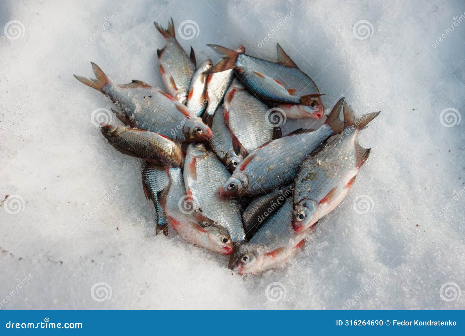 Pile of Silver Bream and Roach Fish, Float Fishing Catch Stock Photo ...