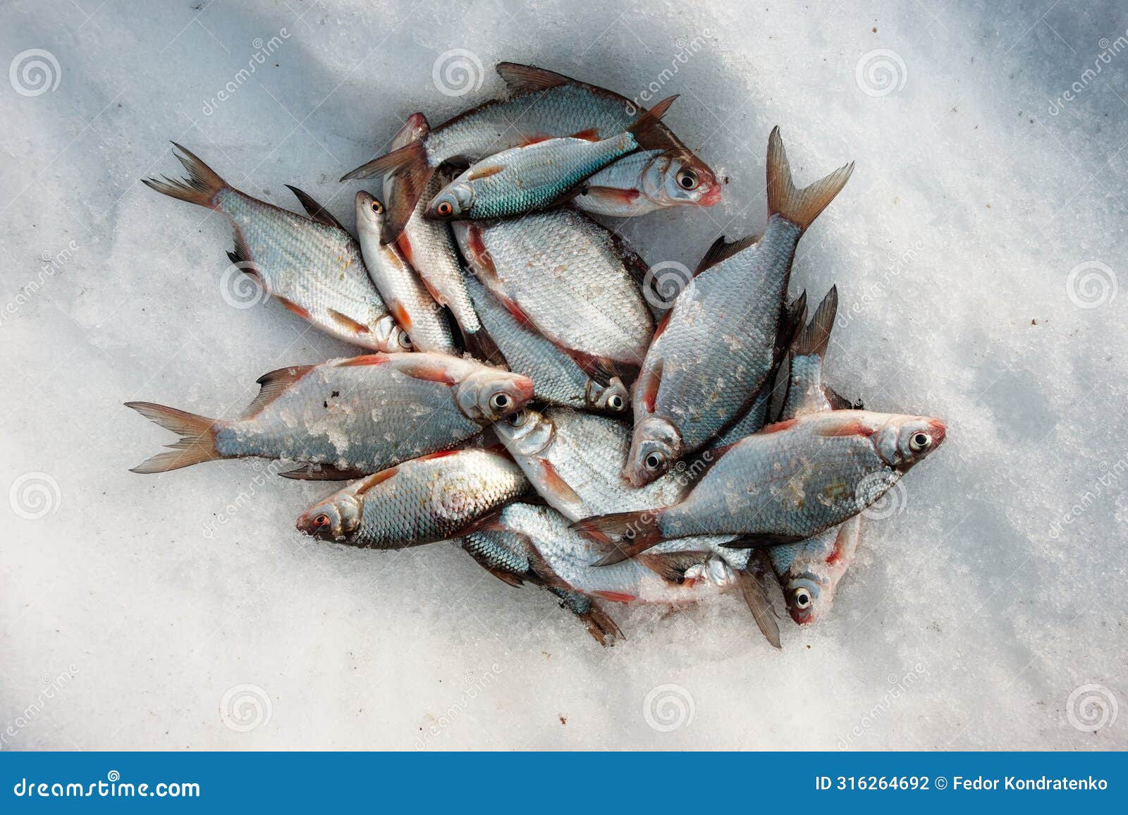 Pile of Silver Bream and Roach Fish, Float Fishing Catch Stock Photo ...