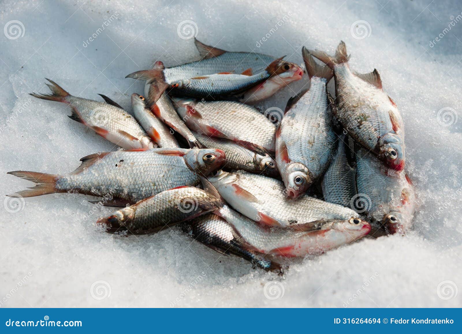 Pile of Silver Bream and Roach Fish, Float Fishing Catch Stock Photo ...