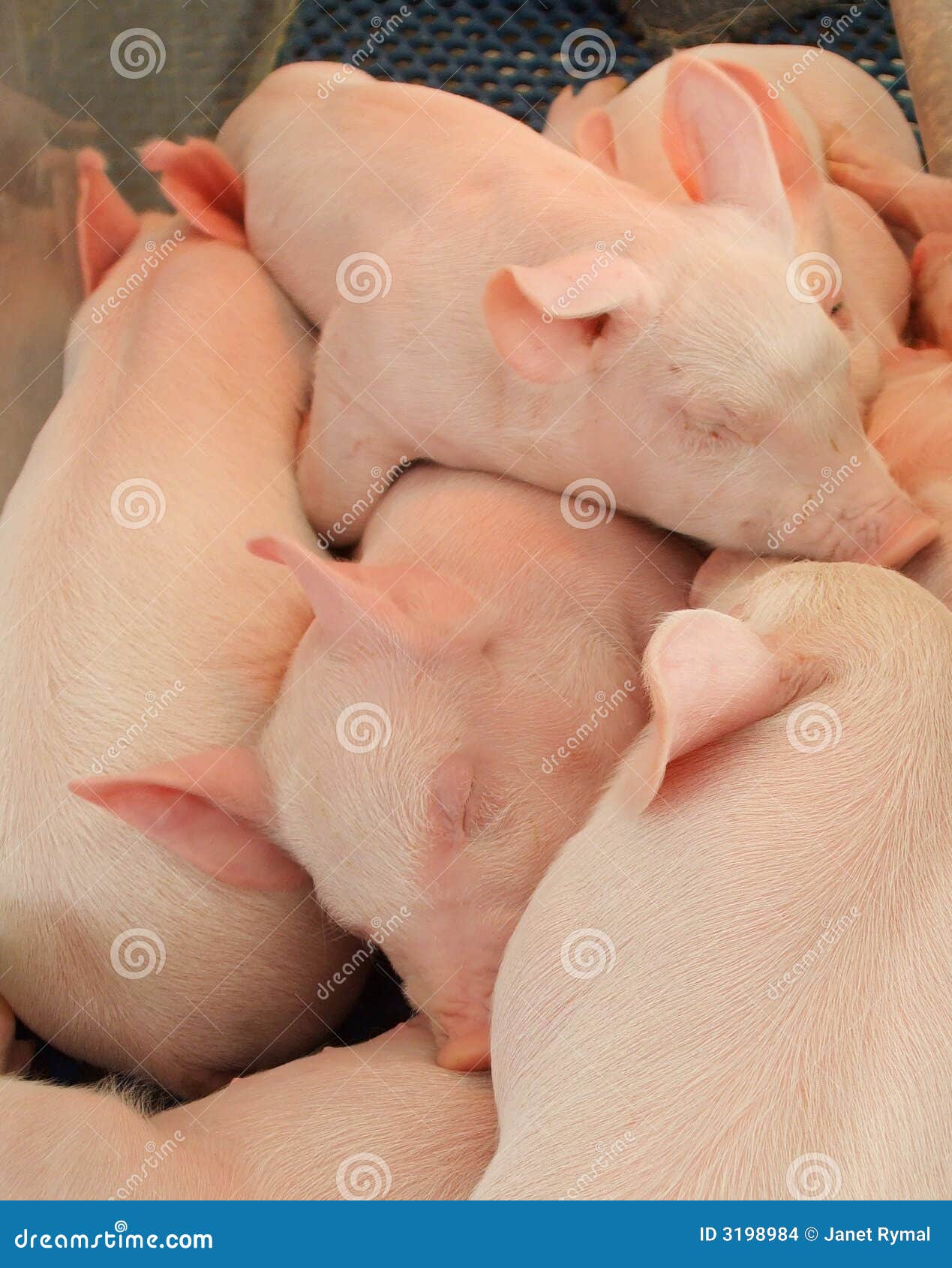 Pile of Sleeping Piglets stock photo. Image of piglet - 3198984