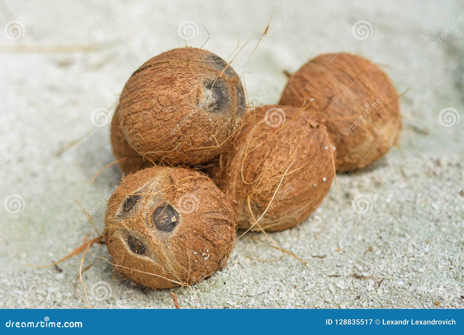Pile of Small Brown Coconuts on the Sand Stock Image - Image of bunch ...