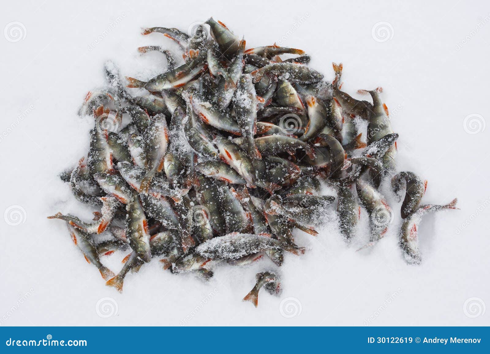 Fish in the snow stock image. Image of hobbies, winter - 30122619