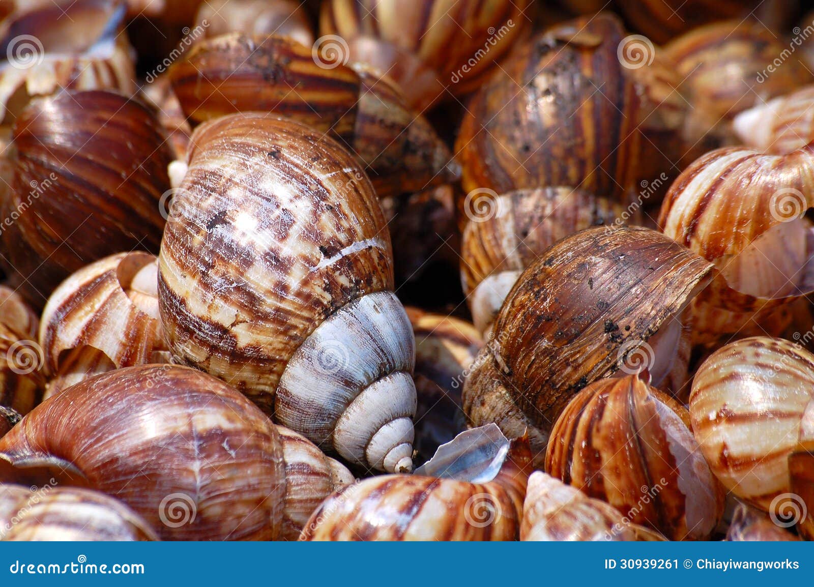 A pile of snail shells stock image. Image of shell, life - 30939261