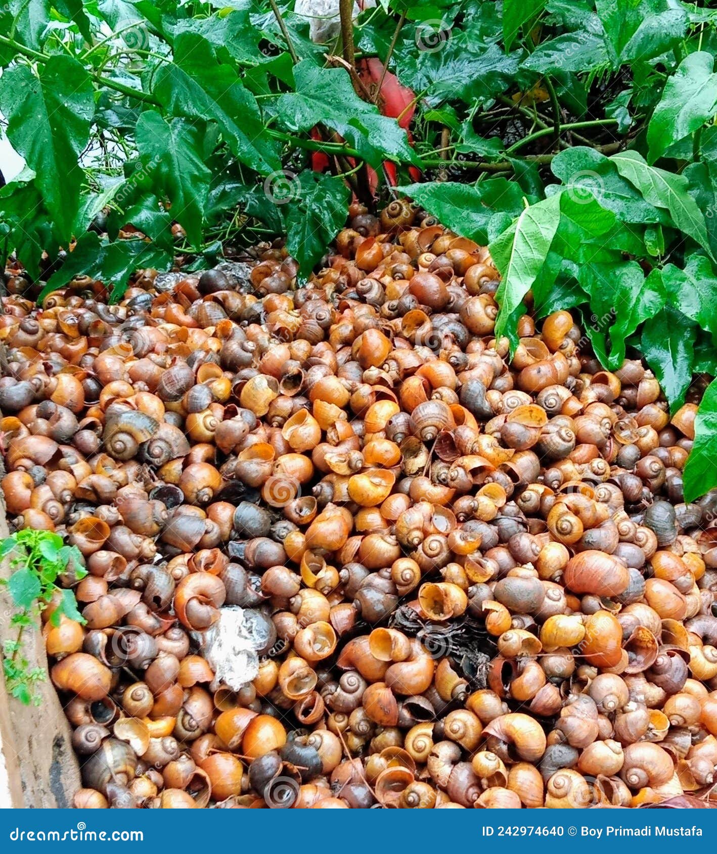 Abandoned snail shell stock photo. Image of shrub, vegetable - 242974640