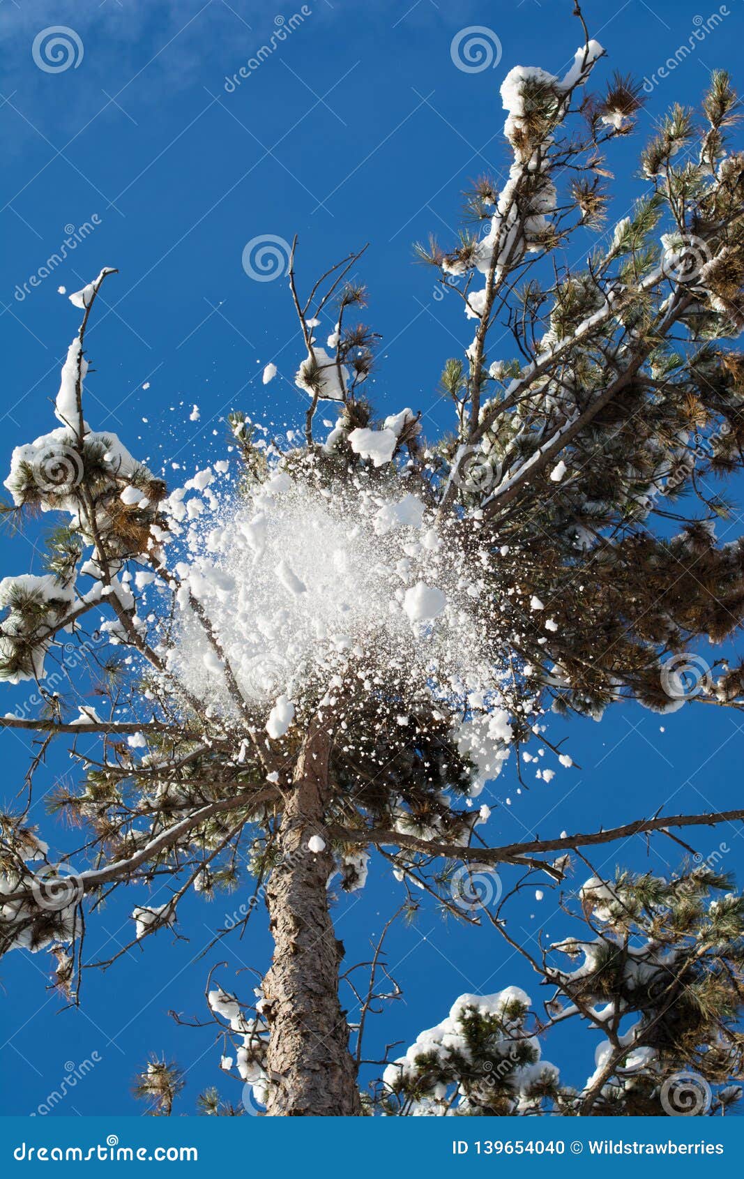 Pile Of Snow Is Falling Off The Tree Branches Of The Evergreen Tree ...